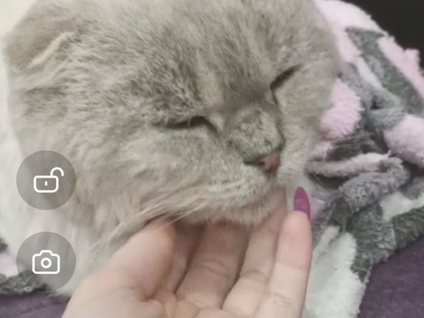 Британский кот