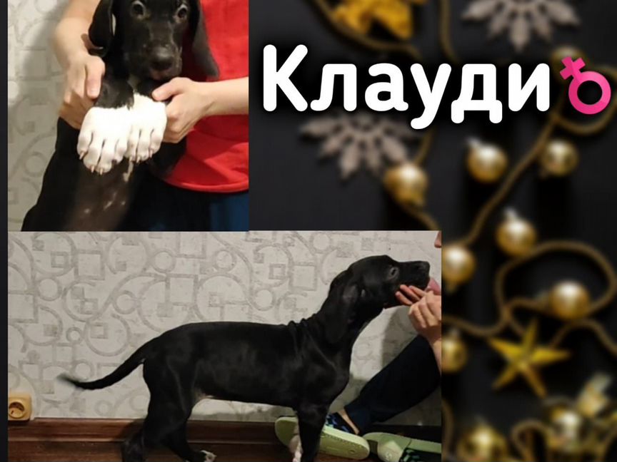 Породистые щенки Немецкого Дога