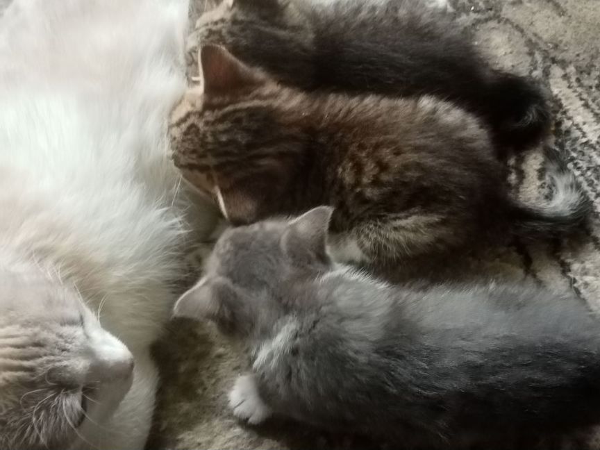 Тайская кошка
