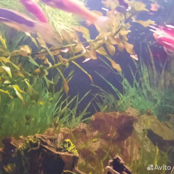 Аквариумные рыбки бесплатно