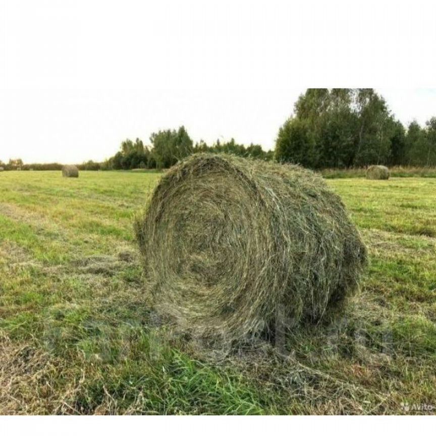 Сено в рулонах