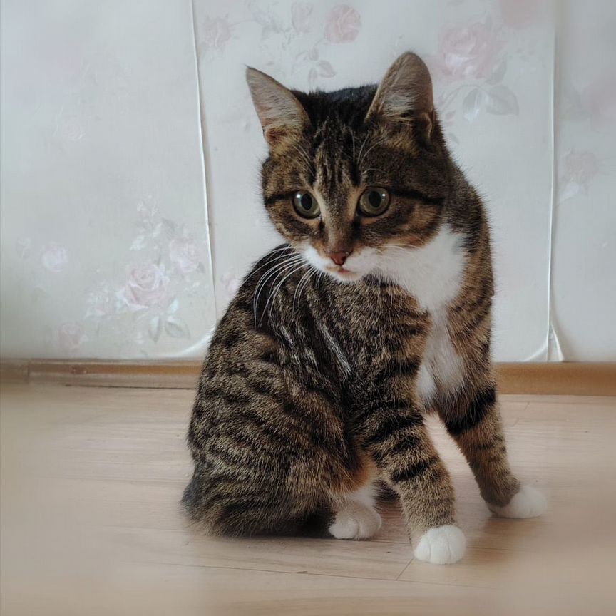 Котята бесплатно