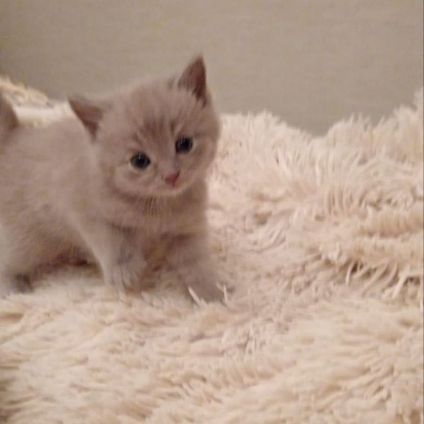 Котята в дар