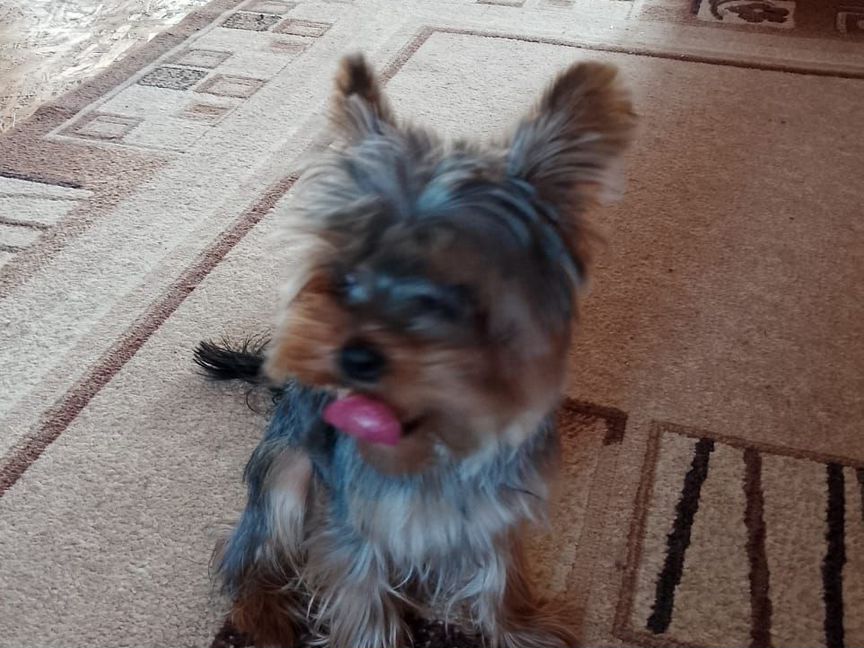 Йоркширский терьер мини беби фейс