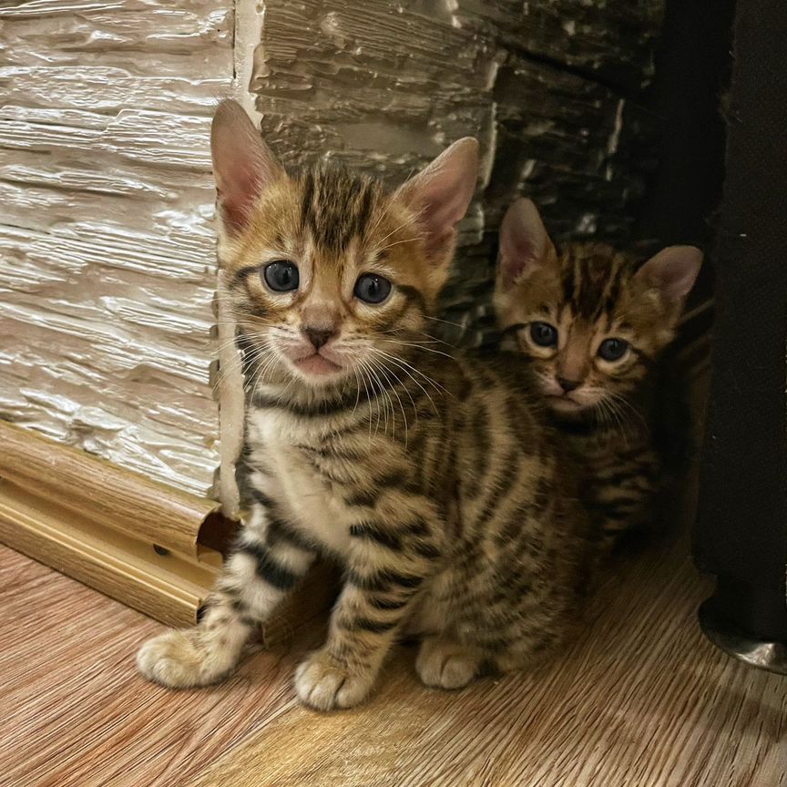 Бенгальские девчонки