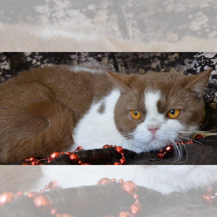 Британский короткошёрстный, взрослый кот