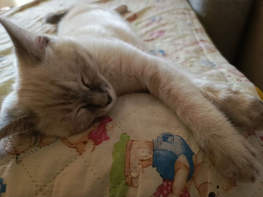 Отдам в добрые руки двух кошечек