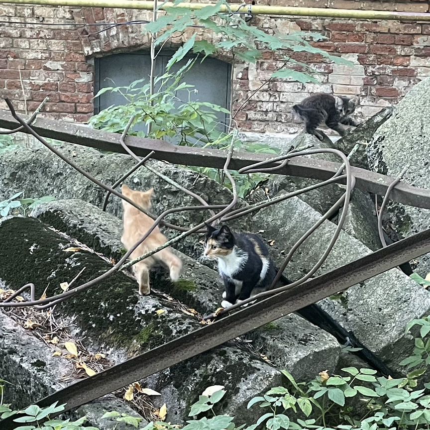 Котята в добрые руки