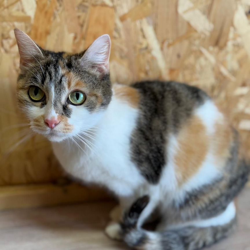 Пастила, трехцветная кошечка в поисках дома