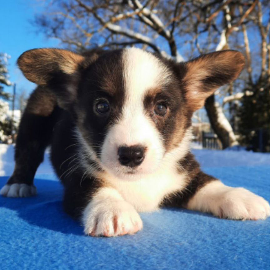 Вельш Корги Кардиган, щенок