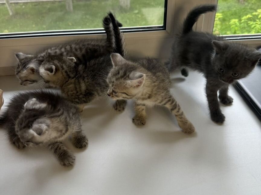 Шотландские вислоухие котята