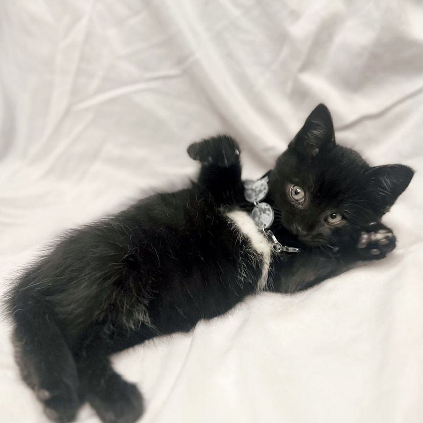 Маленький Оникс ищет дом, котёнок в добрые руки