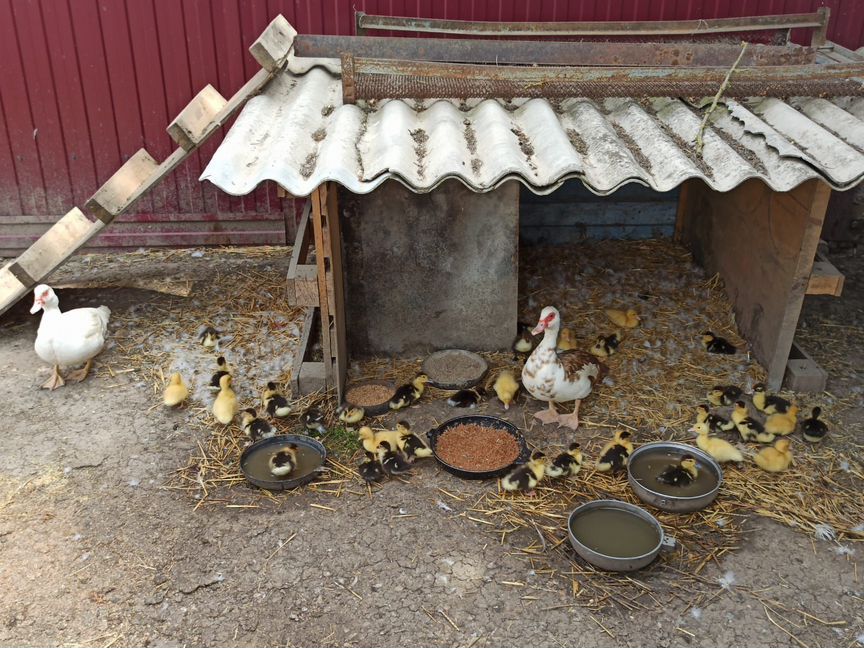 Индоутята недельные