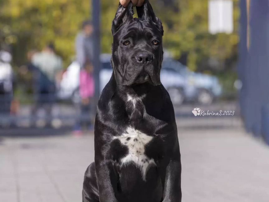 Подрощенный щенок Кане Корсо