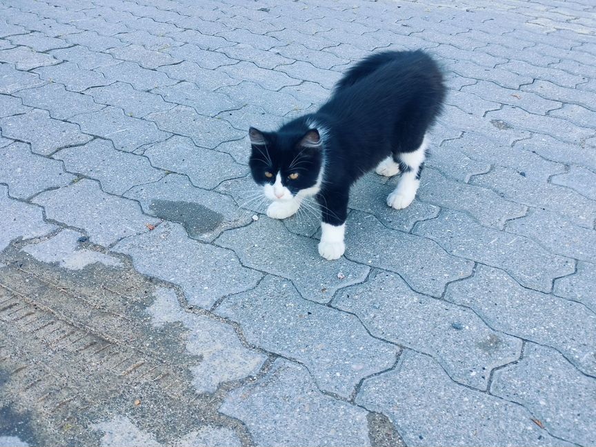 Котенок в добрые руки