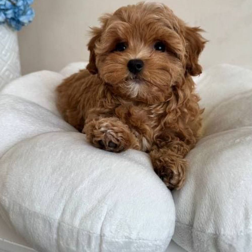 Мальтипу, щенок