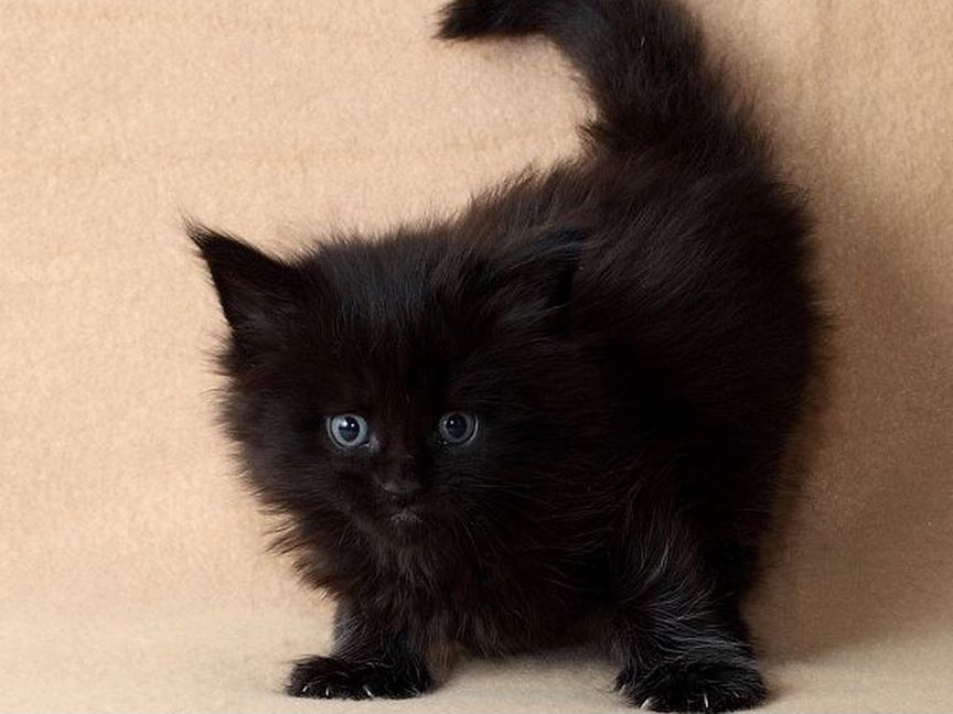 Мейн кун котёнок