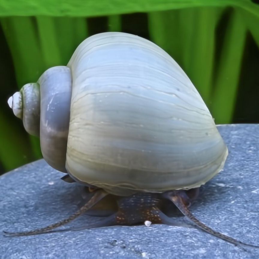 Улитята голубой улитки