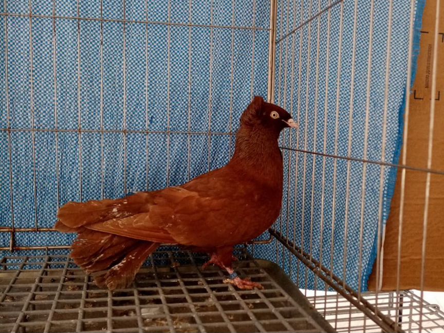 Отдаю голубей редкой породы гданьский сокол