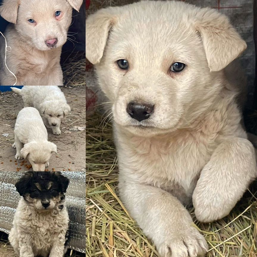 Щенок в добрые руки