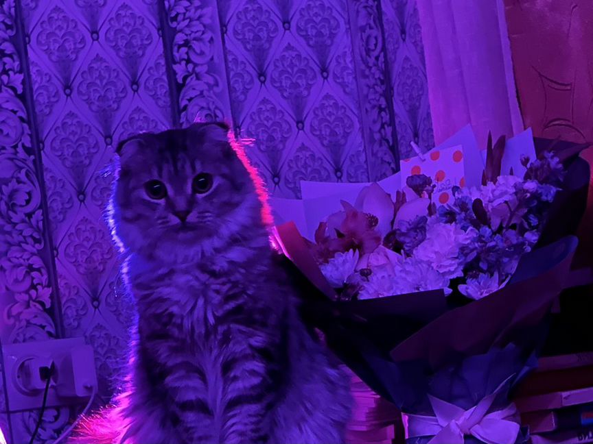 Шотландский Кот Вязка