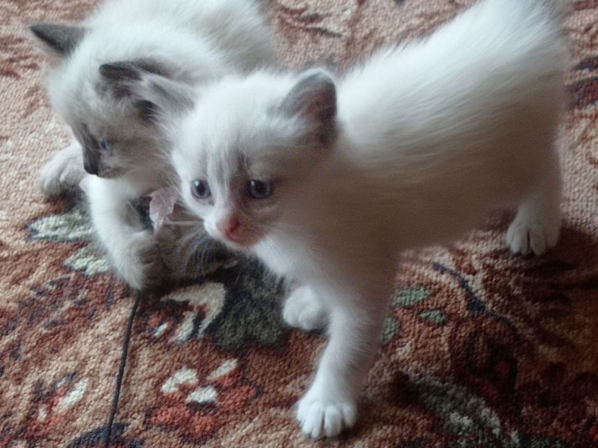 Сиамские котята