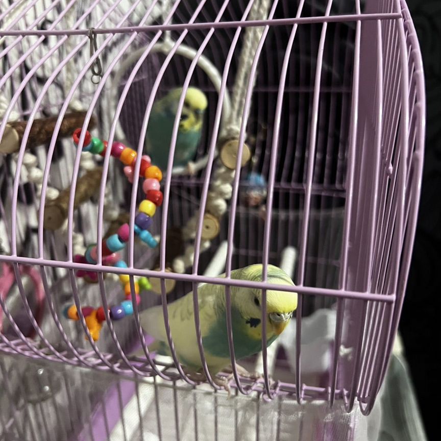 Волнистый попугай