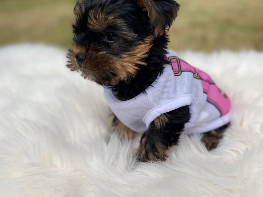 Йоркширский терьер