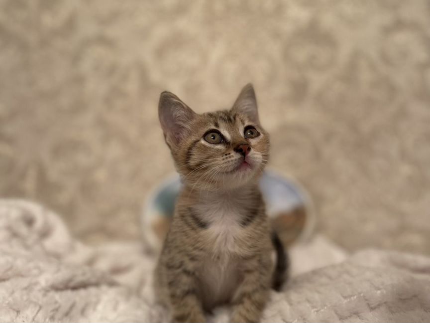 Котенок