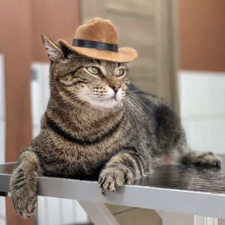 Взрослый кот в добрые руки