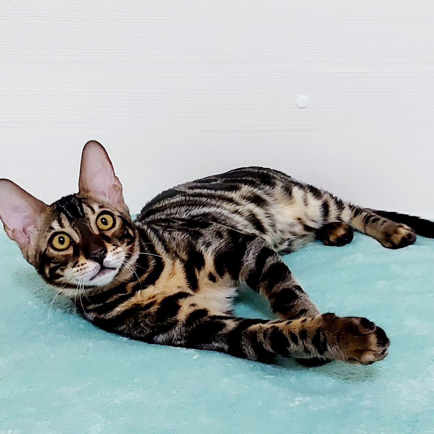 Бенгальская