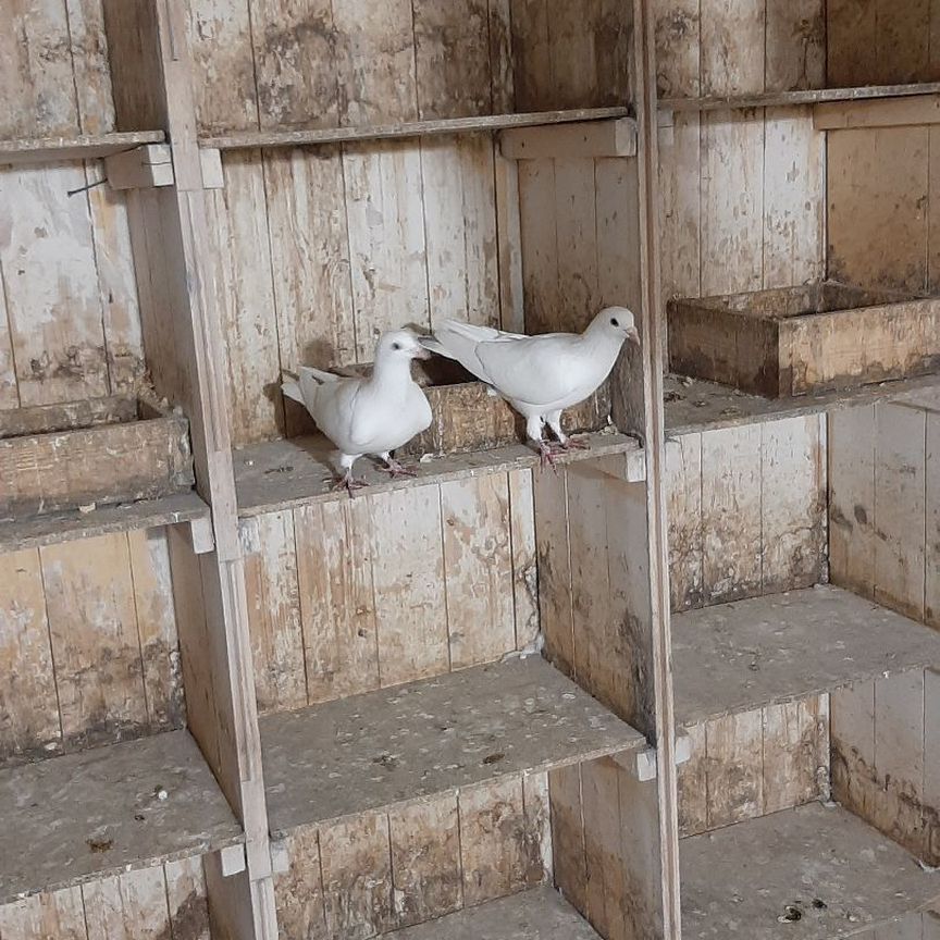 Останкинские спортивные