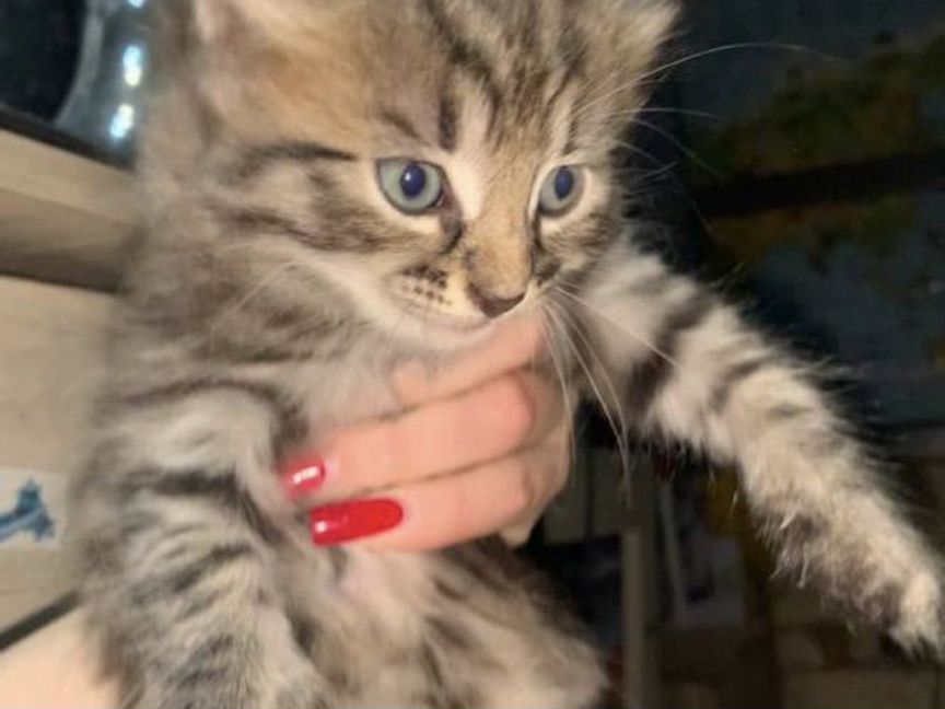 Шотландские котята, смесь бесплатно