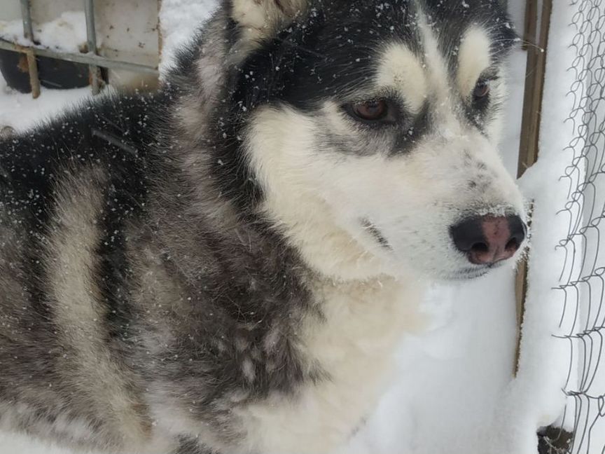 Сибирский хаски
