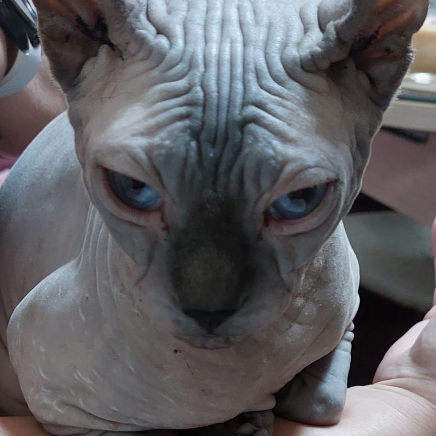 Кот сфинкс эльф вязка