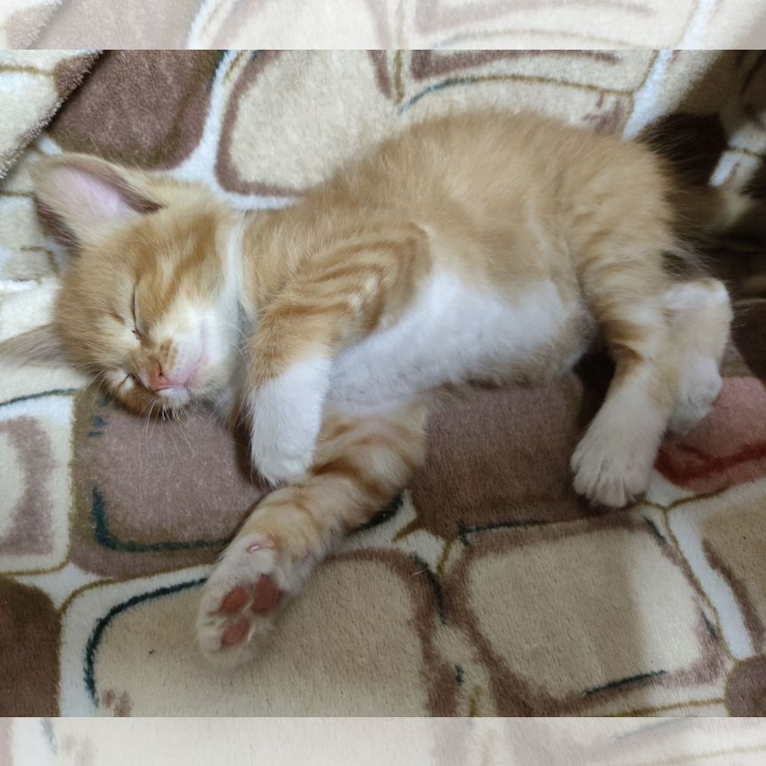 Котенок ищет любящих хозяев