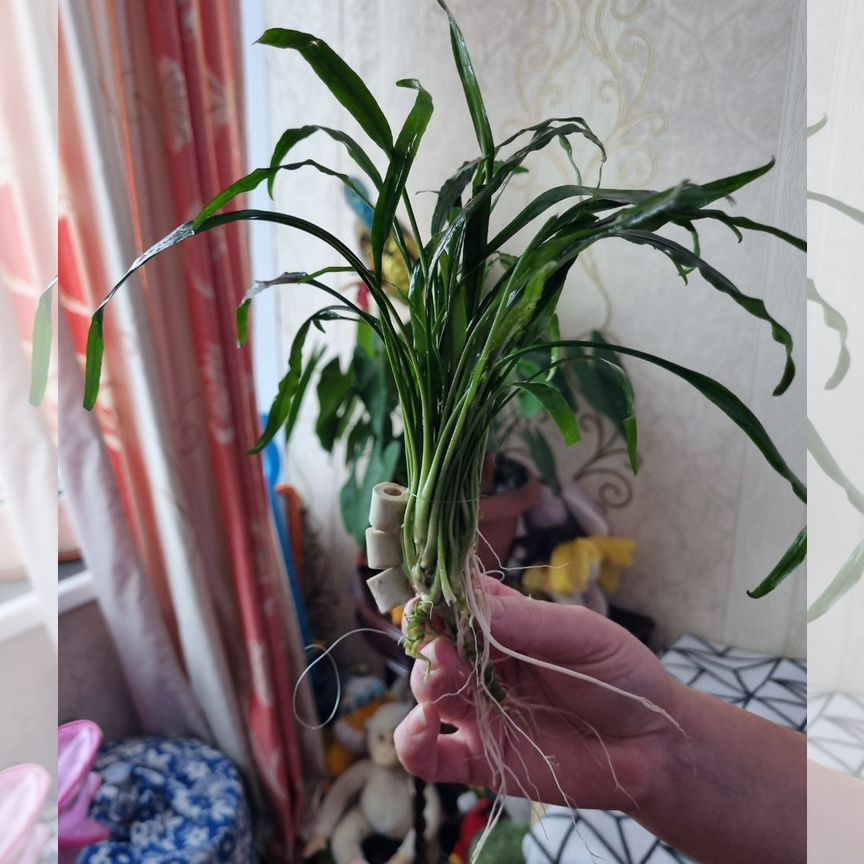 Аквариумное растение криптокорина