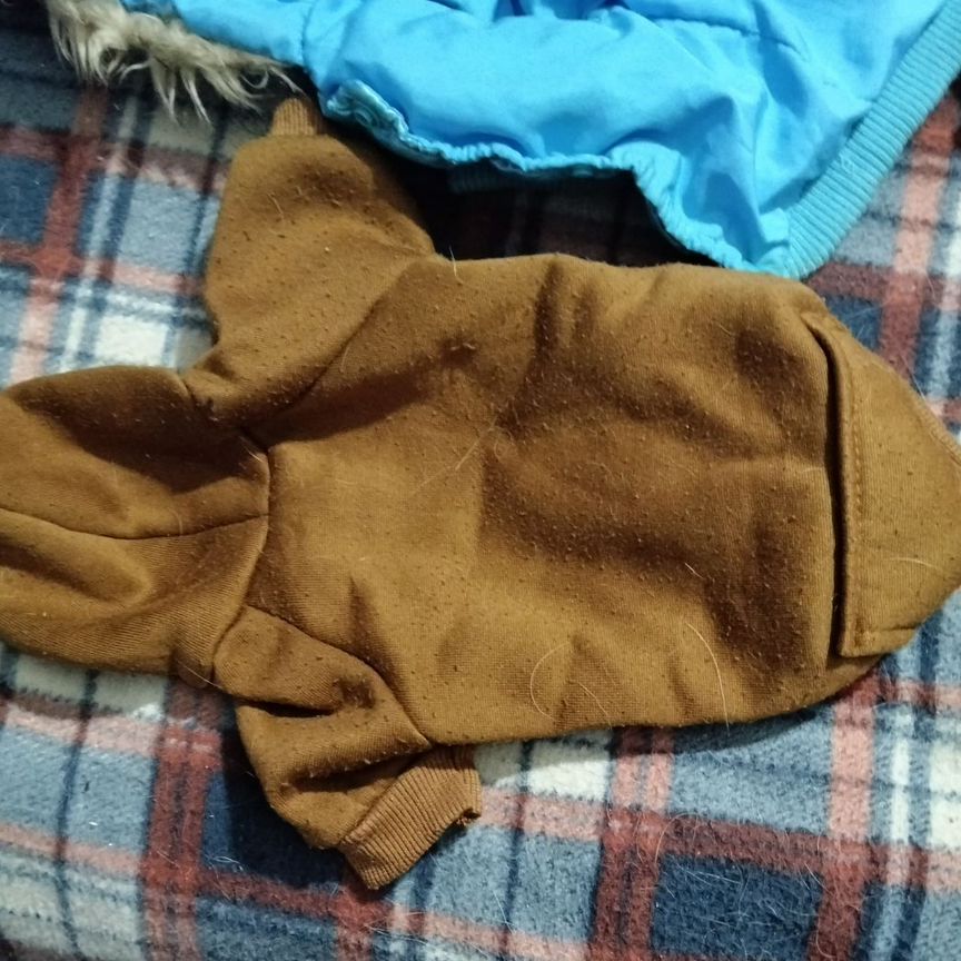 Чихуахуа, щенок