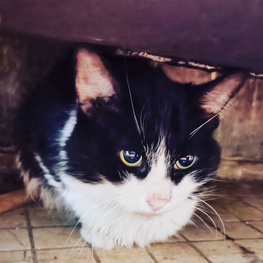 Отдам кота в добрые руки бесплатно
