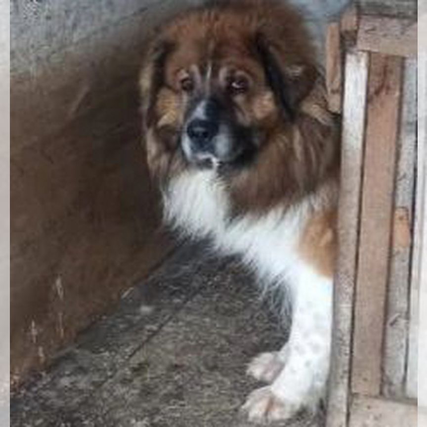 Московская сторожевая, взрослый пёс