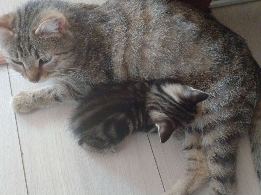 Кошки в добрые руки бесплатно