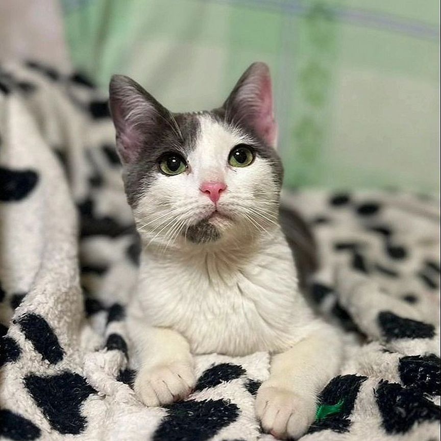 Кошечка Стася