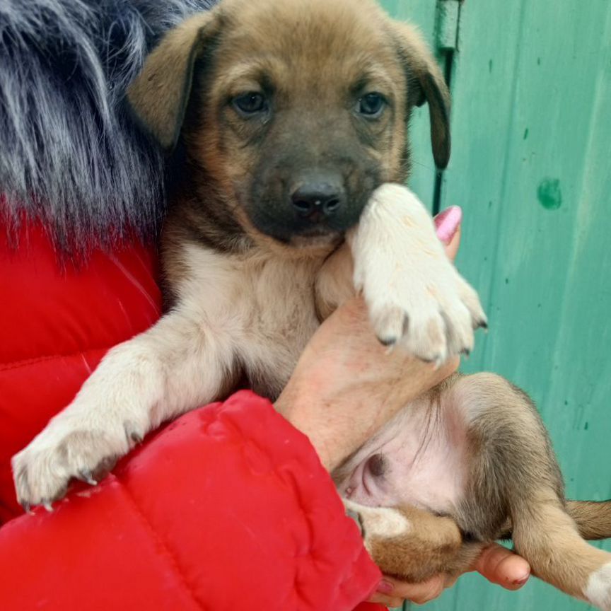 Щенки