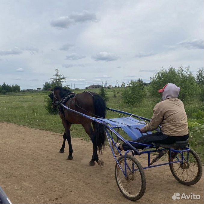 Продам кобылу