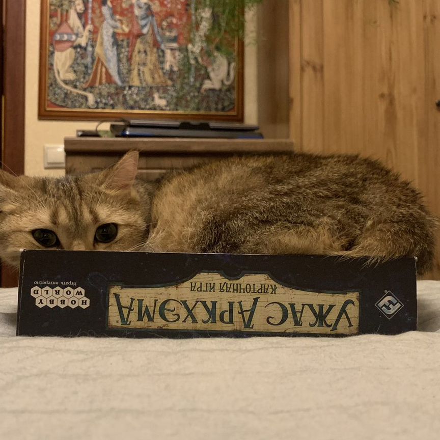 Британский короткошёрстный, взрослый кот