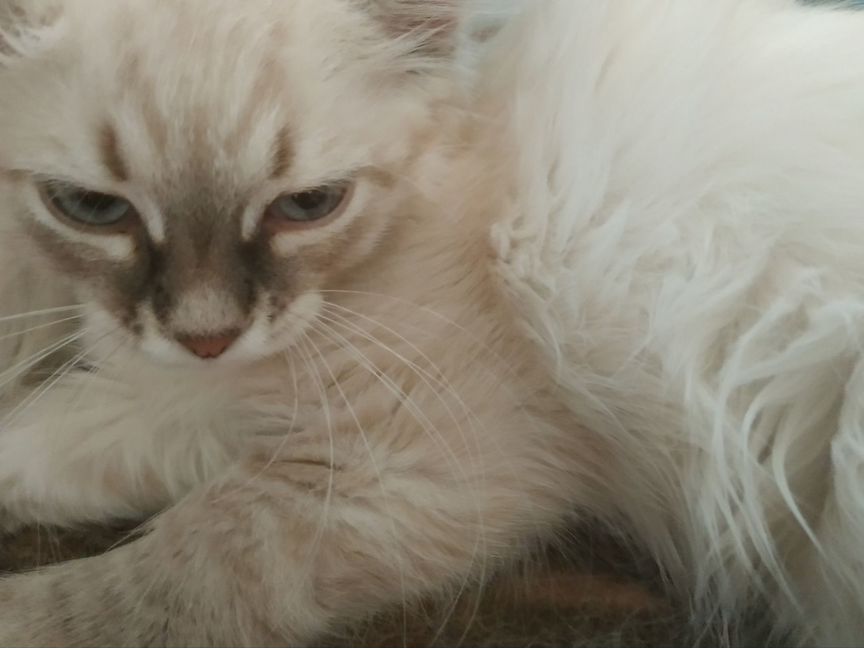 Сибирский колор-поинт (Невская маскарадная)