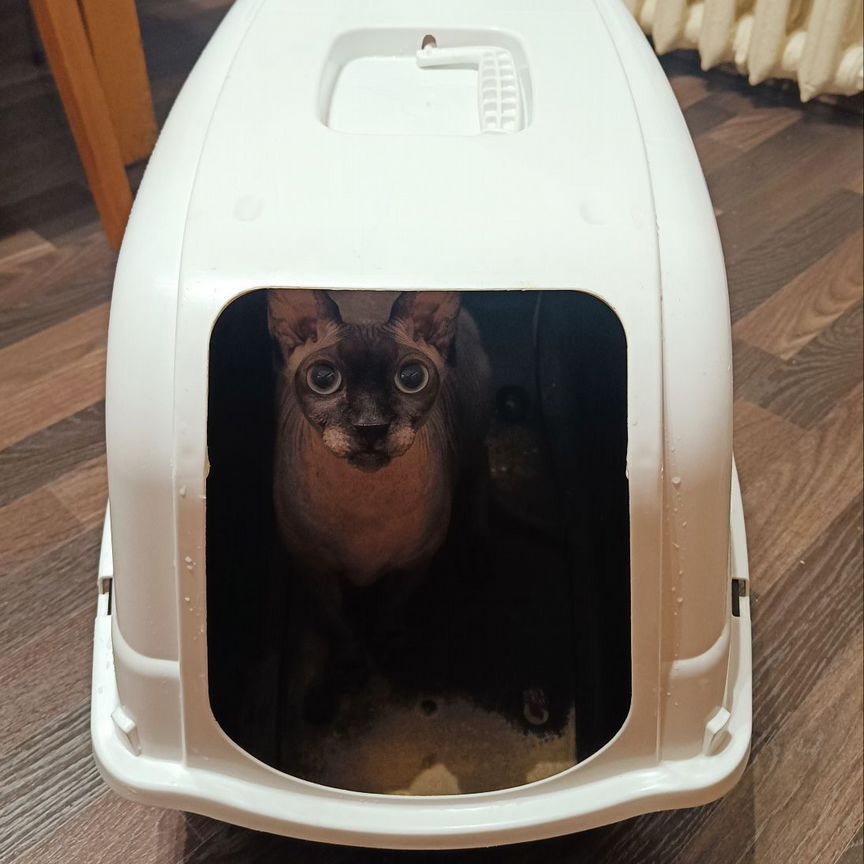 Закрытый лоток для кошек