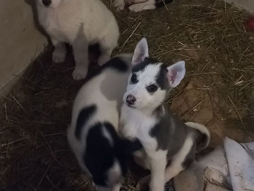 Щеночки в дар