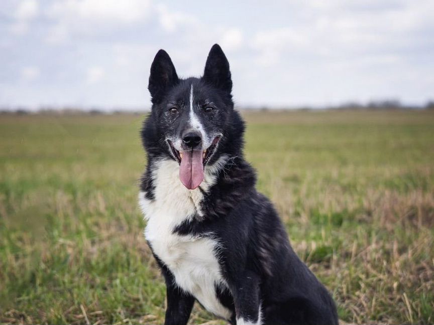 Собака в добрые руки