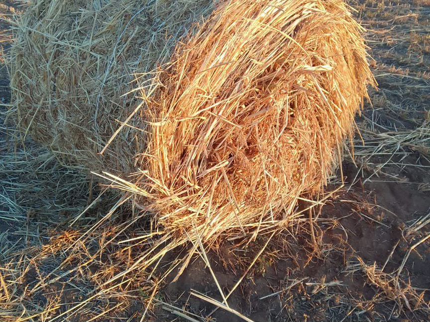 Суданка в рулонах